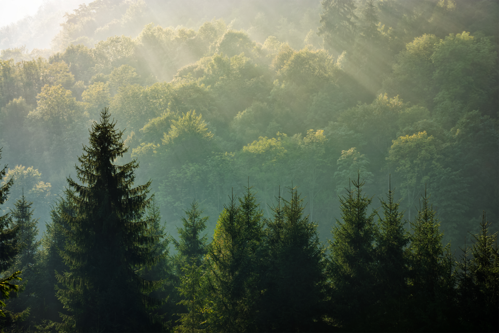 Sustainable labels and packaging - Brook + Whittle